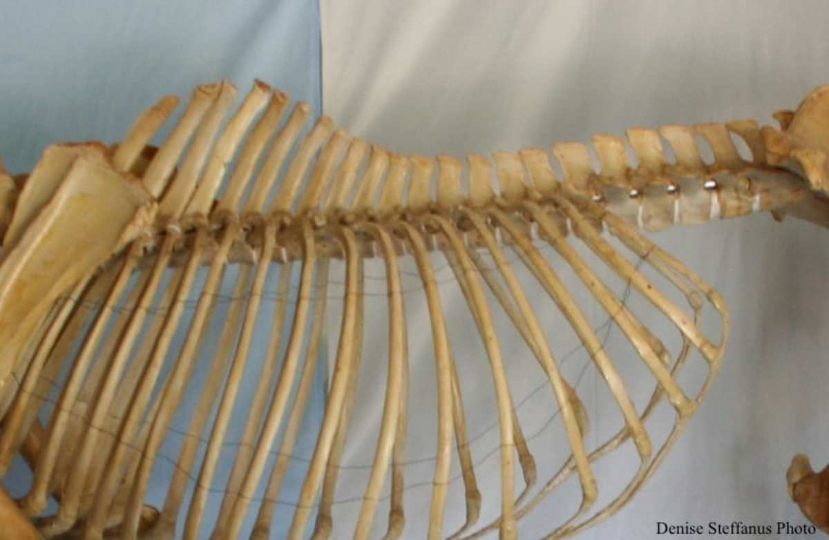 Thoroughbred Fundamentals: Protecting Your OTTB's Back - Paulick Report ...