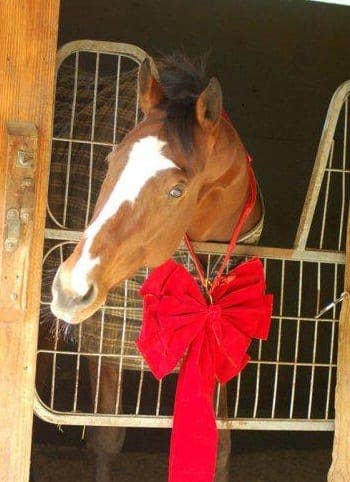 Be Diligent With Holiday Decor Around Horses - Paulick Report | Latest ...