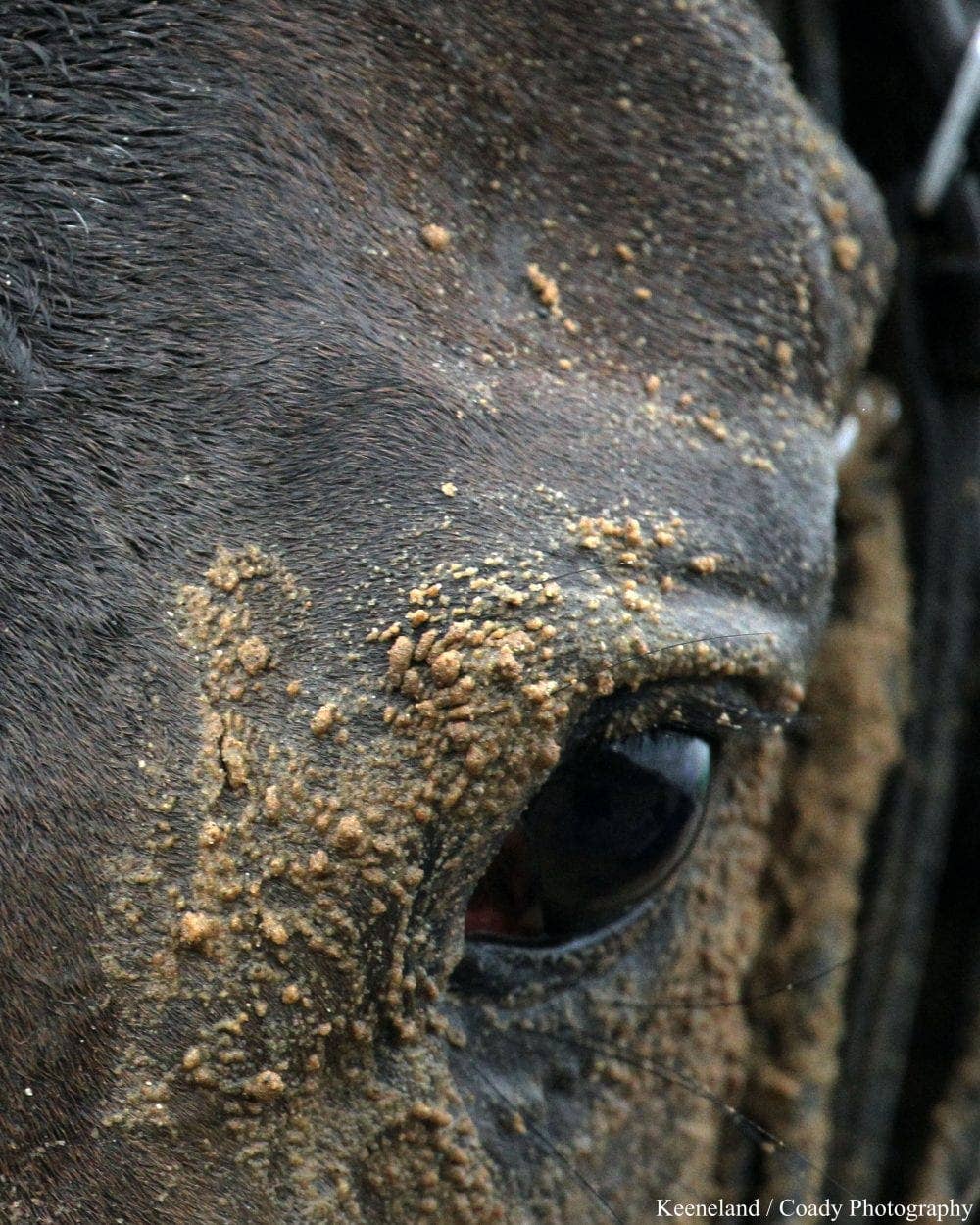 Irish Thoroughbreds At Center Of Media Investigation Into ...