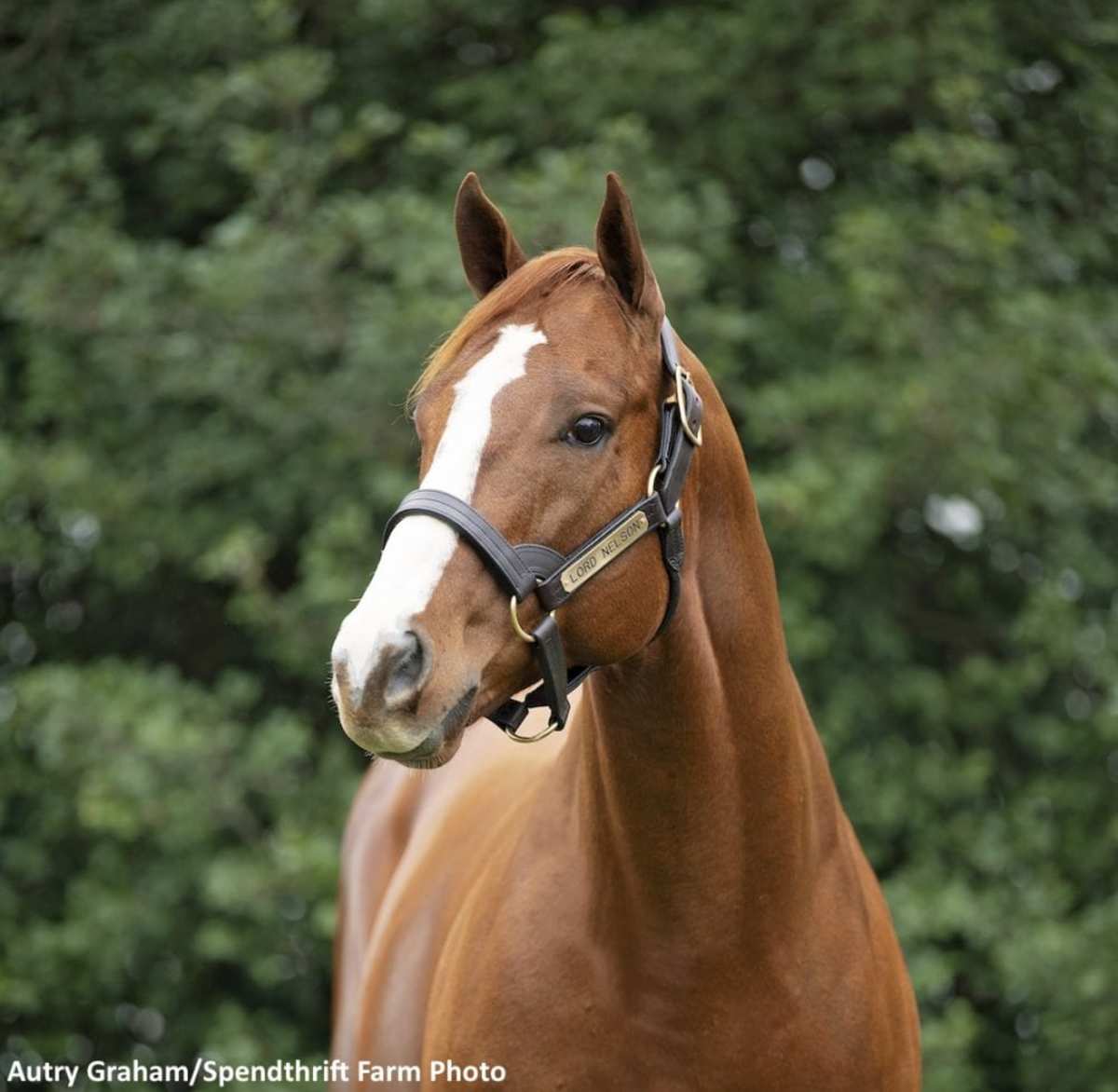 First Crop Snapshot: Matching Up With Lord Nelson - Paulick Report ...