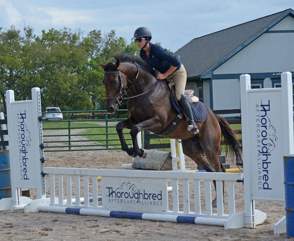 A Decade In, How Are We Doing With Thoroughbred Aftercare? - Paulick ...