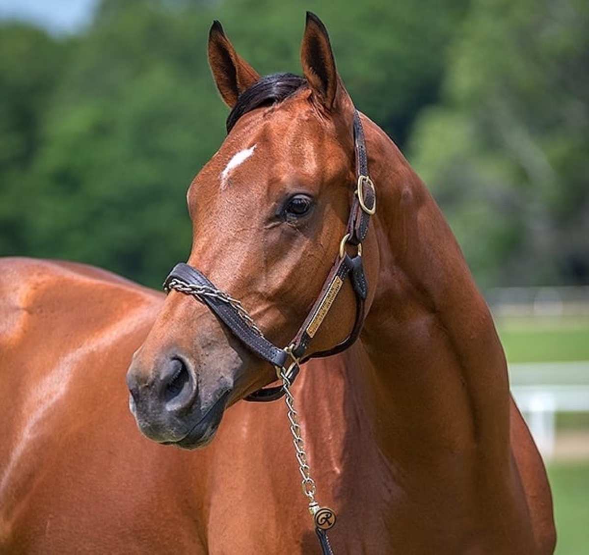 Spendthrift Farm, Empire Racing Club Strike Deal To Race Can The Man ...