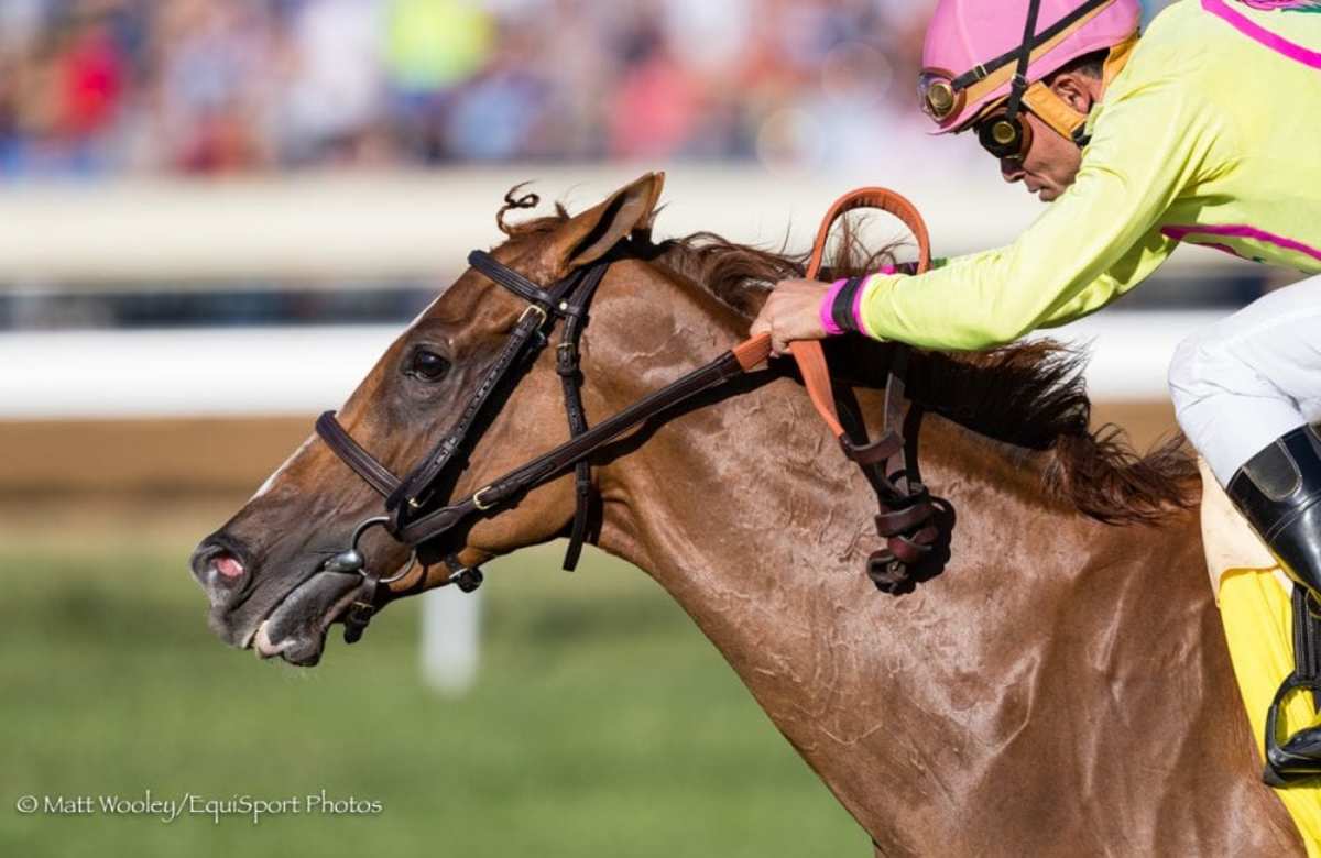 The Haiku Handicapper Presented By TVG: 2019 Breeders' Cup Mile ...
