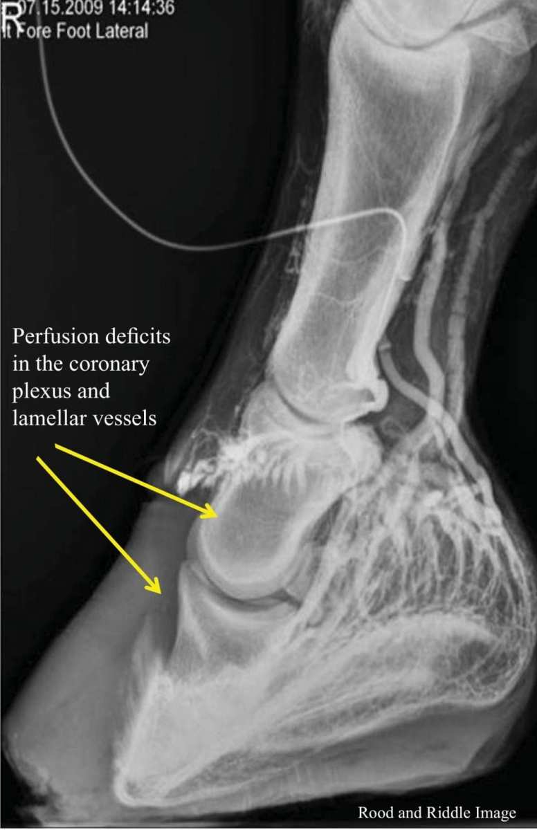 Ask Your Veterinarian Presented By Equistro: Venograms Tell The Real ...