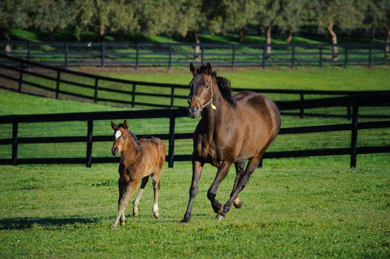 Ask The Expert: Why Dragging Horse Pastures Is So Important - Paulick ...