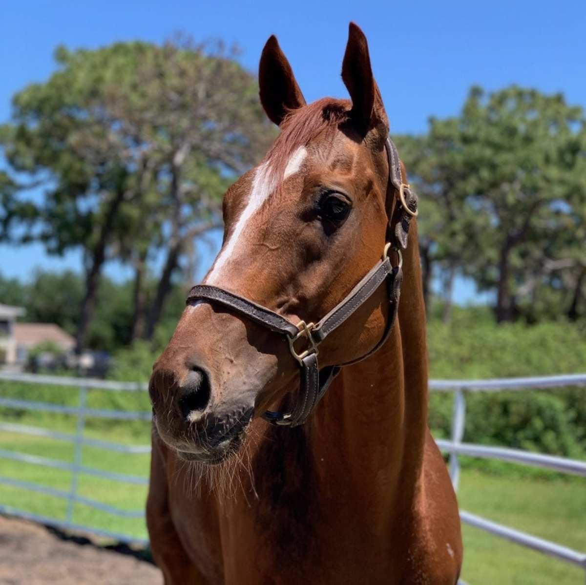 Warhorse El Grande Rojo Retired, Donated To TROT For Adoption - Paulick ...