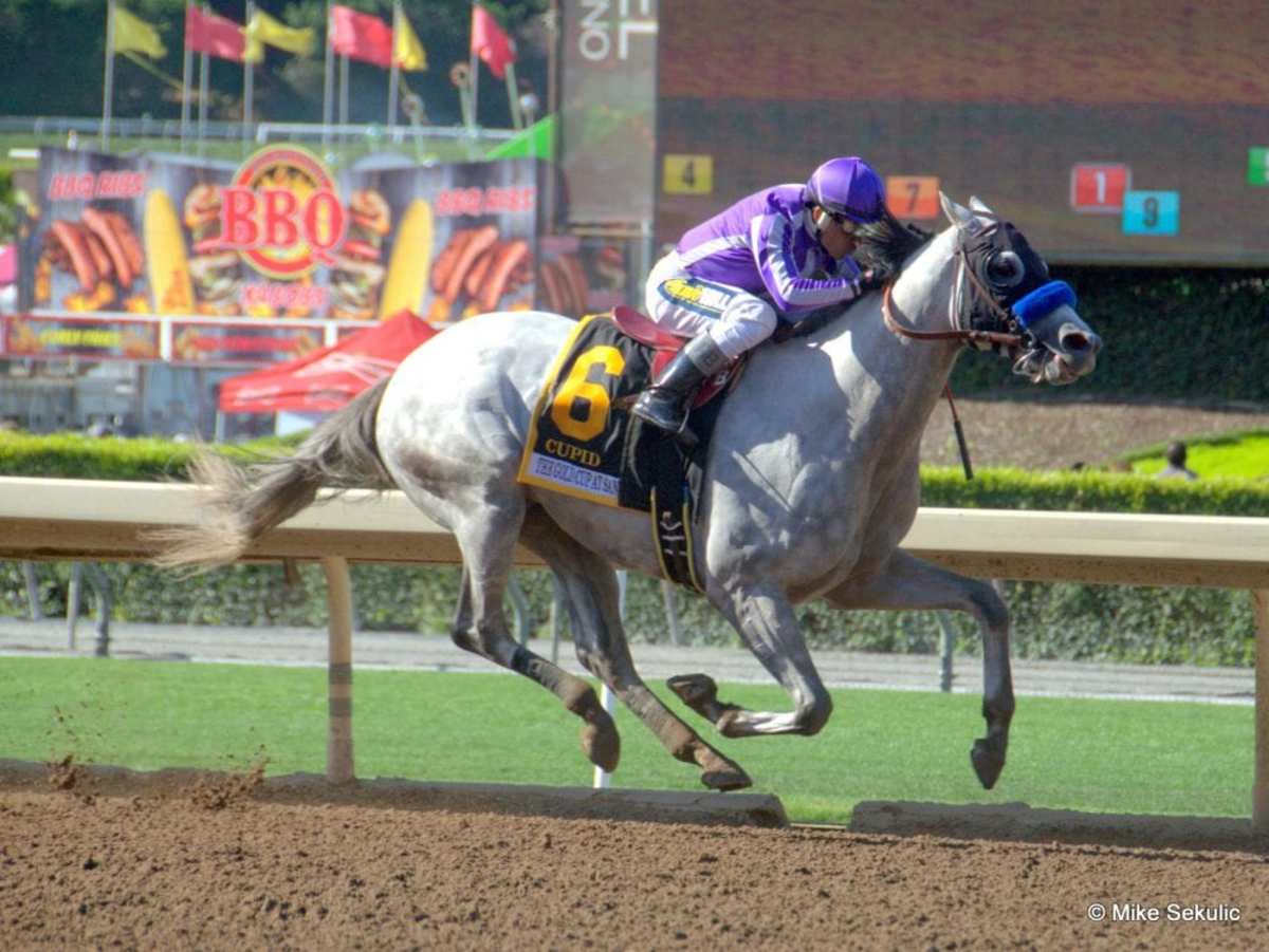 First Foal Is A Colt For Ashford Stud's Cupid - Paulick Report | Latest ...