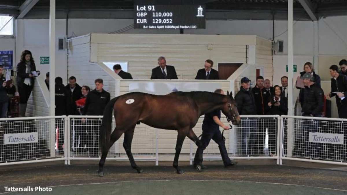 Tattersalls Cancels Ascot November, December Sales Due To COVID-19 ...