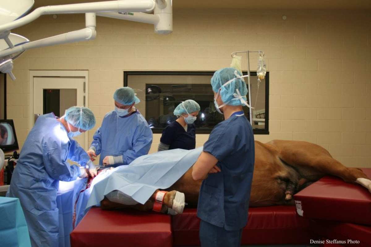 Lengthy Surgery Saves Horse With Unusual Heart Condition - Paulick ...