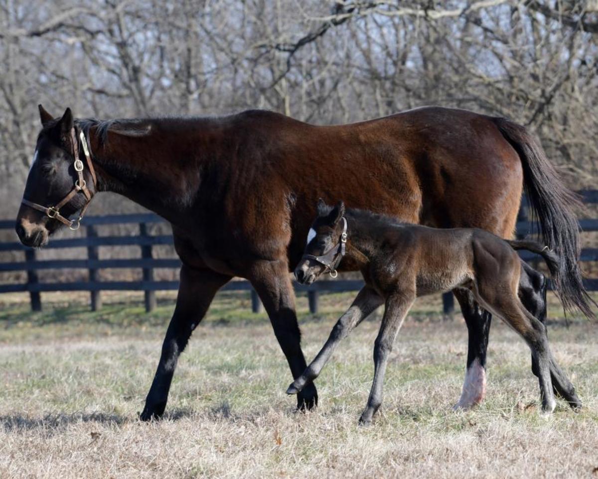 'She Has Medaglia d’Oro Written All Over Her': First Northern ...