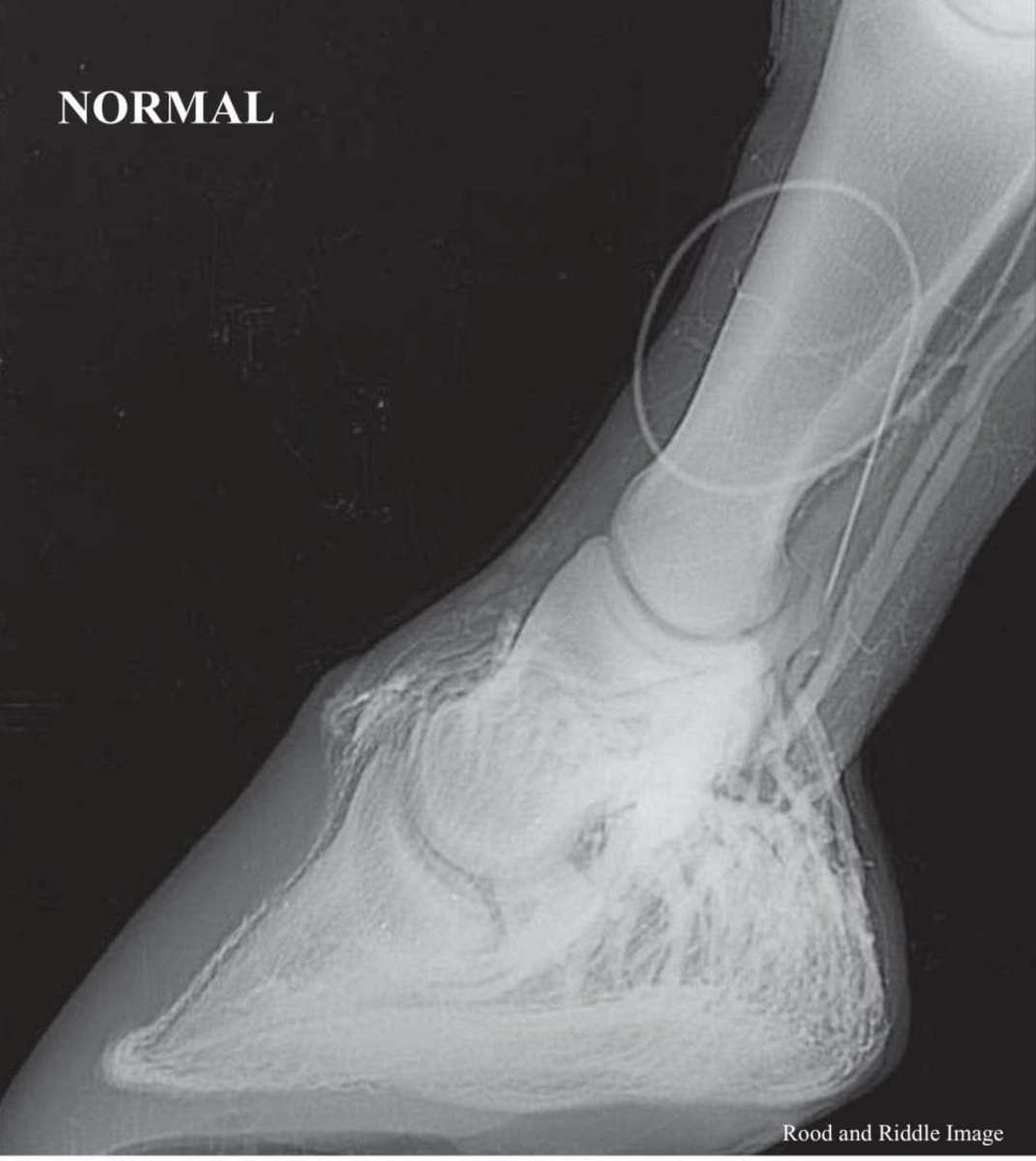 Ask Your Veterinarian Presented By Equistro: Venograms Tell The Real ...