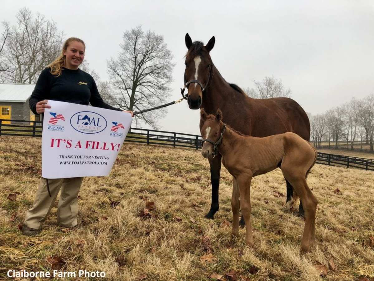 Foal Patrol: With Honors Delivers Tapit Filly At Claiborne - Paulick ...