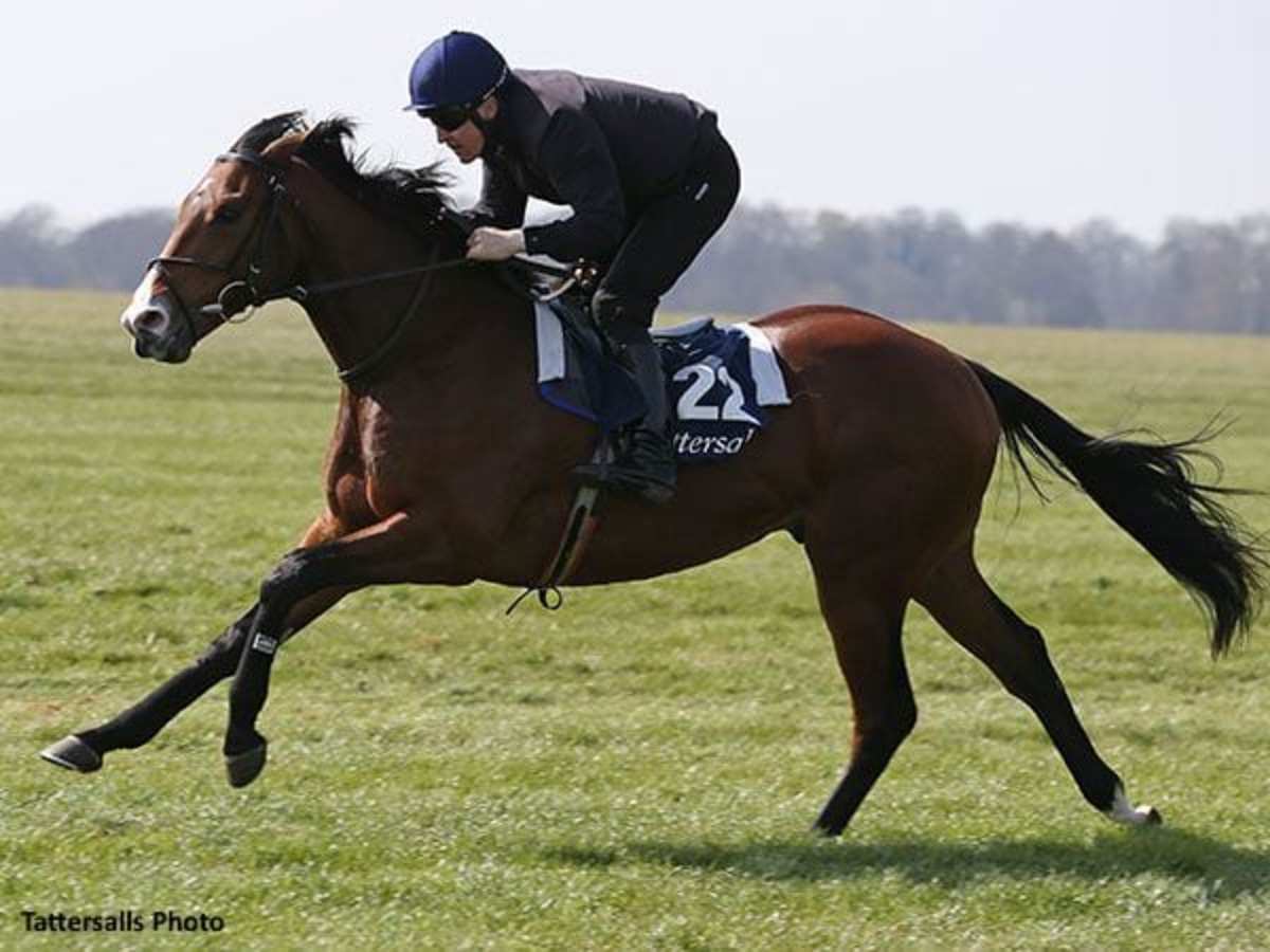 Invincible Spirit Colt Tops Closing Day Of Tattersalls Craven Breeze Up ...