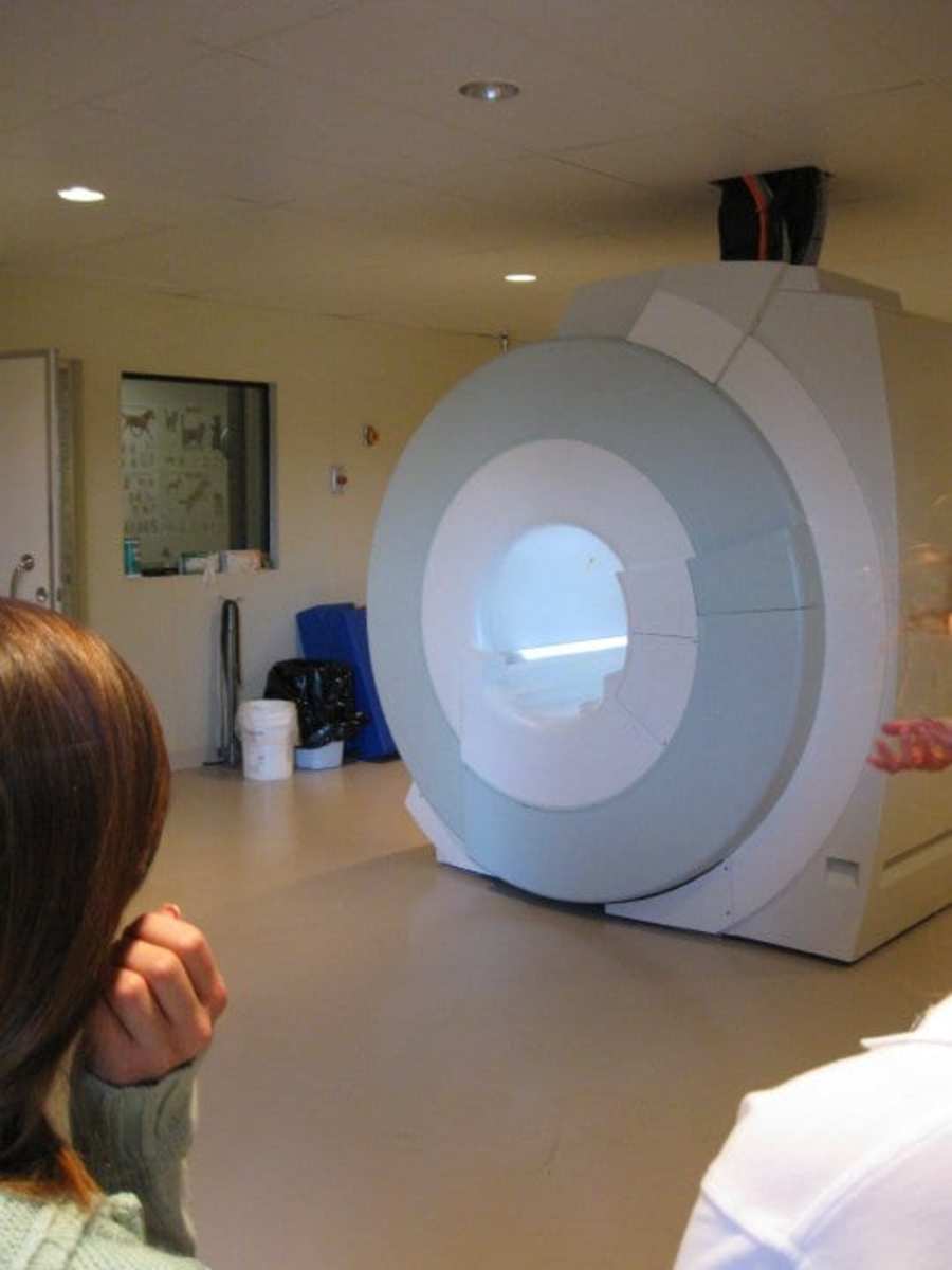 Cornell Vet Creates Equine Brain Atlas, Shares Images For Free ...