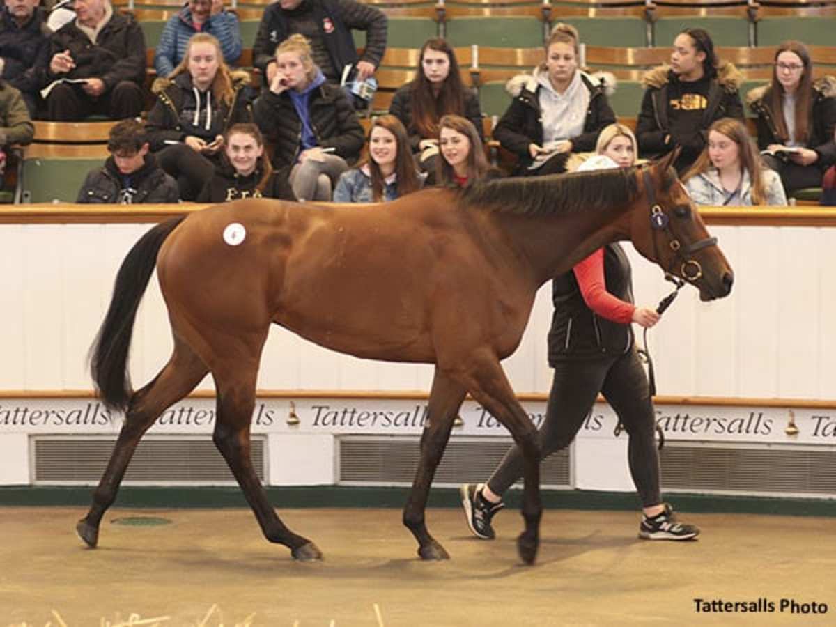 Kingman Filly Breaks Record On Opening Day Of Tattersalls Craven Breeze ...