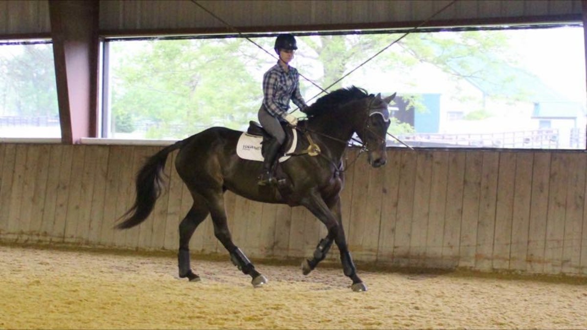 Cosequin Presents Aftercare Spotlight: The Journey Of Retraining Isn’t ...