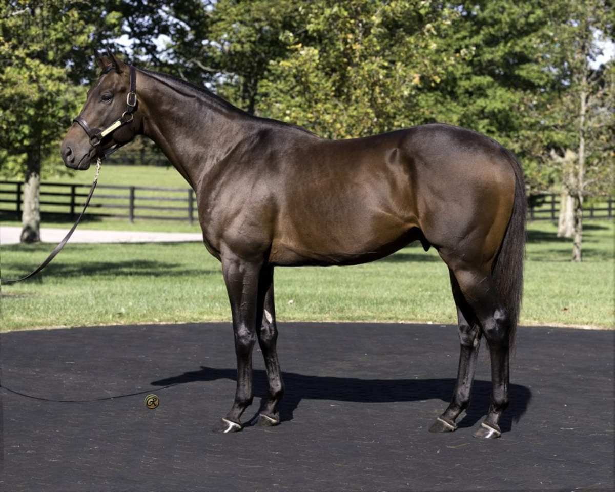 Garoppolo Is First Winner For Uncle Mo Stallion Outwork - Paulick ...