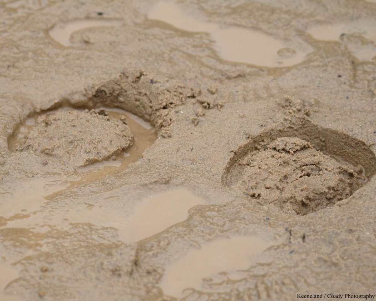 Ask the Expert: Managing Mud On Horse Farms In Winter - Paulick Report ...