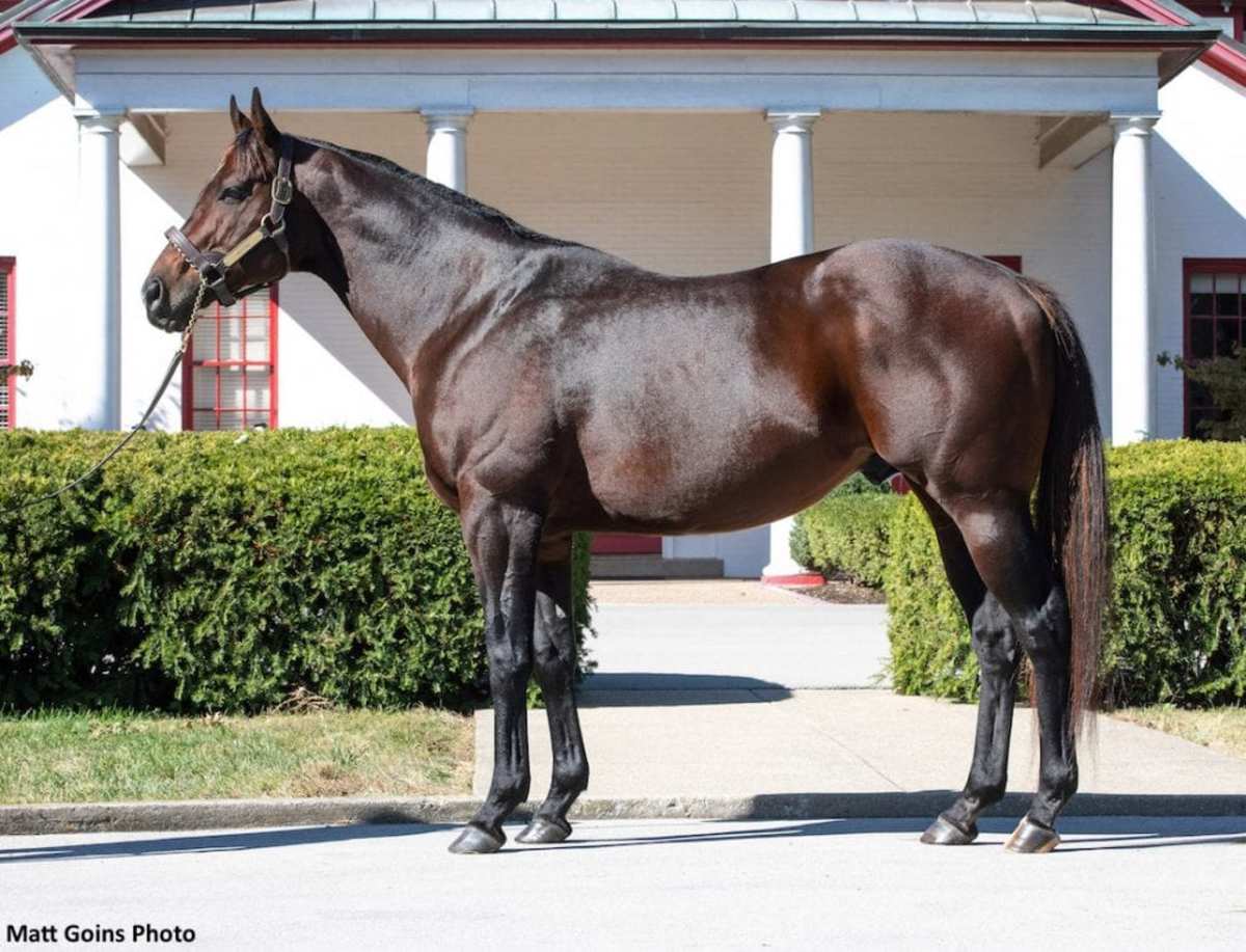 Hightail, Real Solution Return To Calumet Farm Stallion Roster For 2020 ...