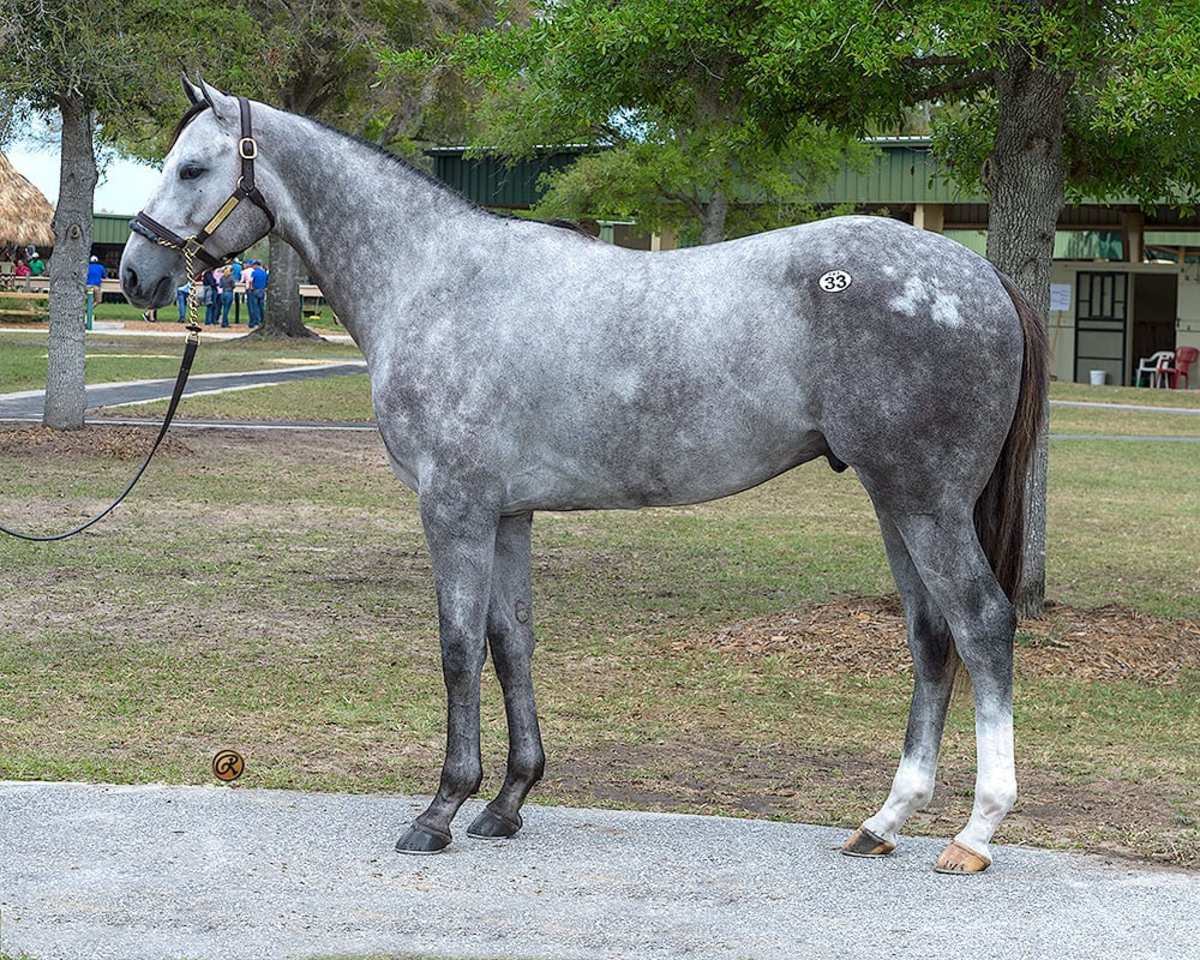 For Sale-Topping Tapit Colt Chestertown, Asmussen Is A Natural Fit ...