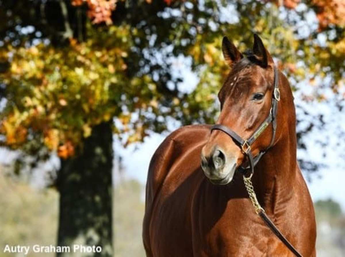 'A Mating We’ve Been Excited About For Some Time': Champion Beholder To ...