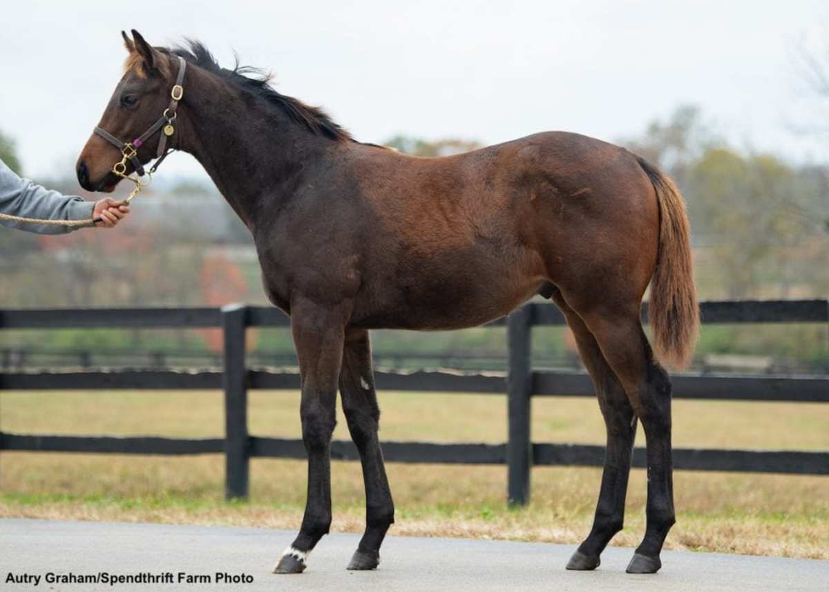 First Crop Snapshot: Sale Time Nears For Lord Nelson's First Foals ...