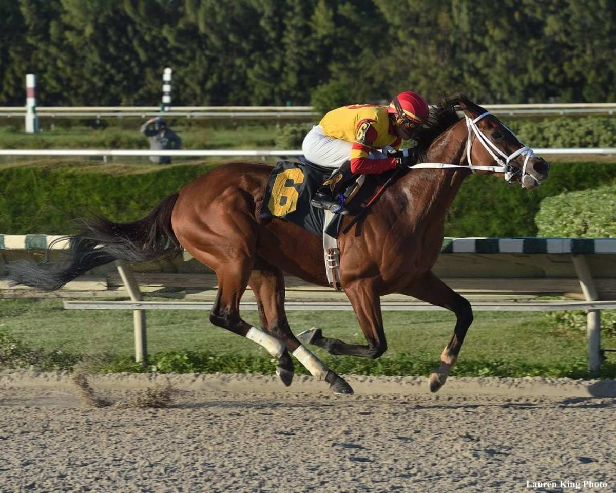 Bodexpress May Target Pegasus, 'Still Looking Good' After Harlan's ...