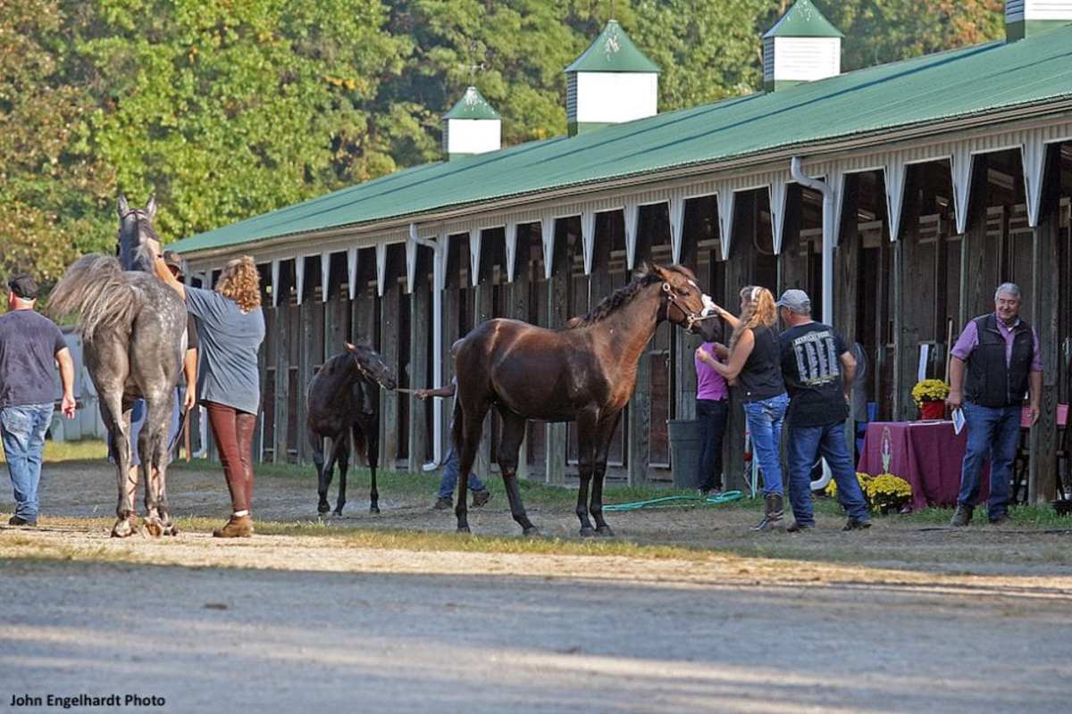 Ohio Mixed Sale Set To Change Format, Location In 2020 - Paulick Report ...