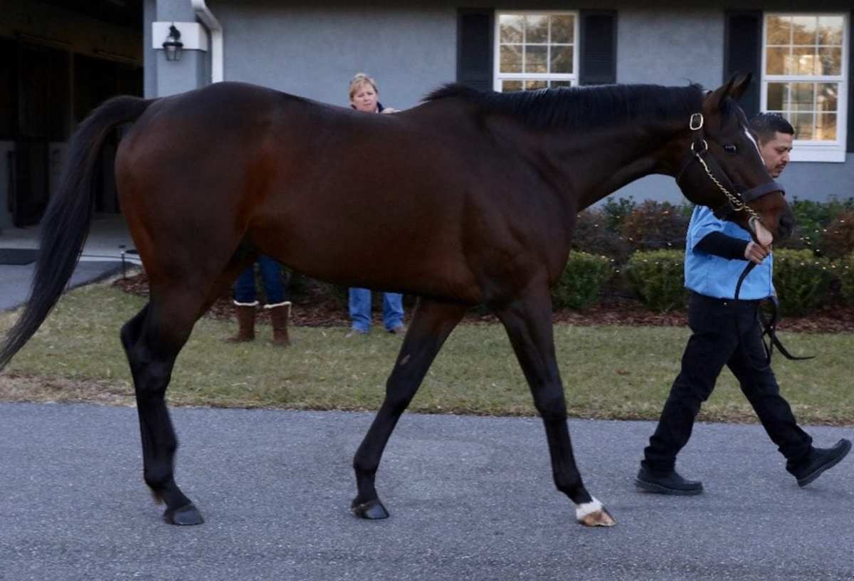 Uncle Vinny Moves To Oakton Farm Stallions For 2020 Breeding Season ...