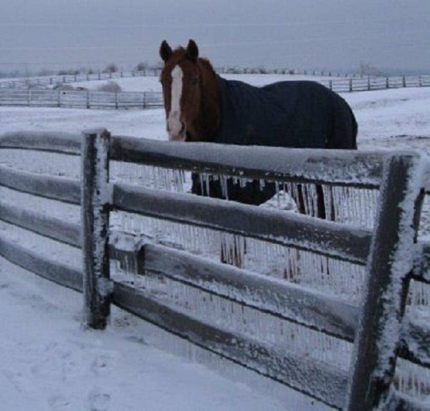 Winter Weather Horse Farm Hacks - Paulick Report | Latest news and ...