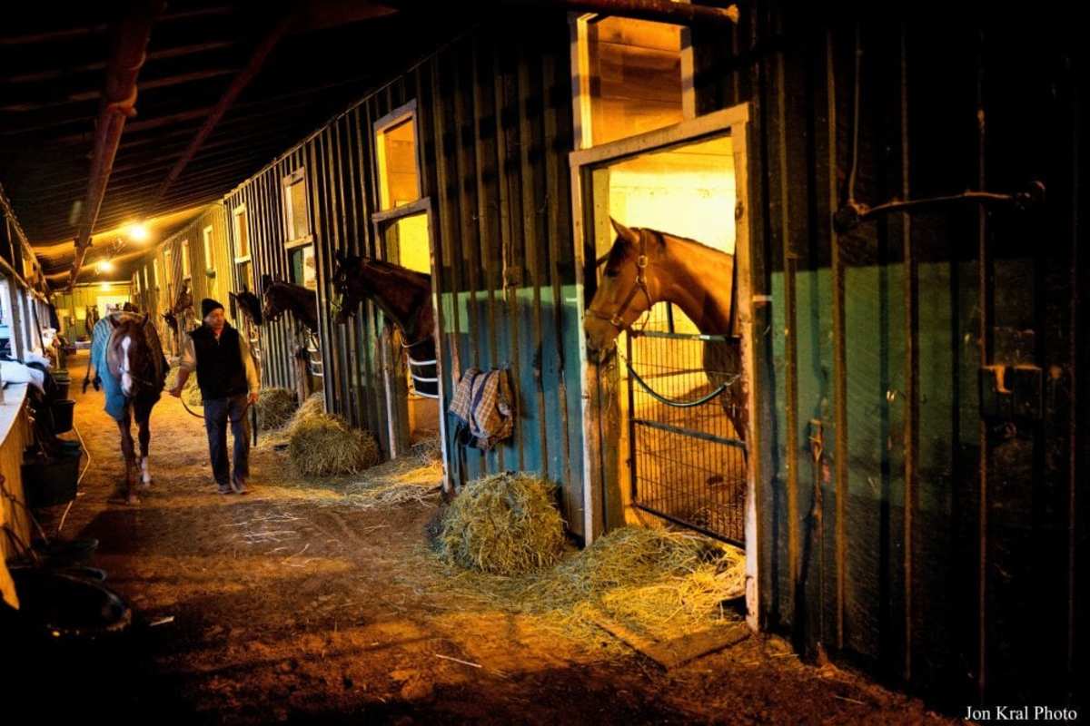 More Sun, Please: Length Of Daylight Linked To Equine Growth - Paulick ...