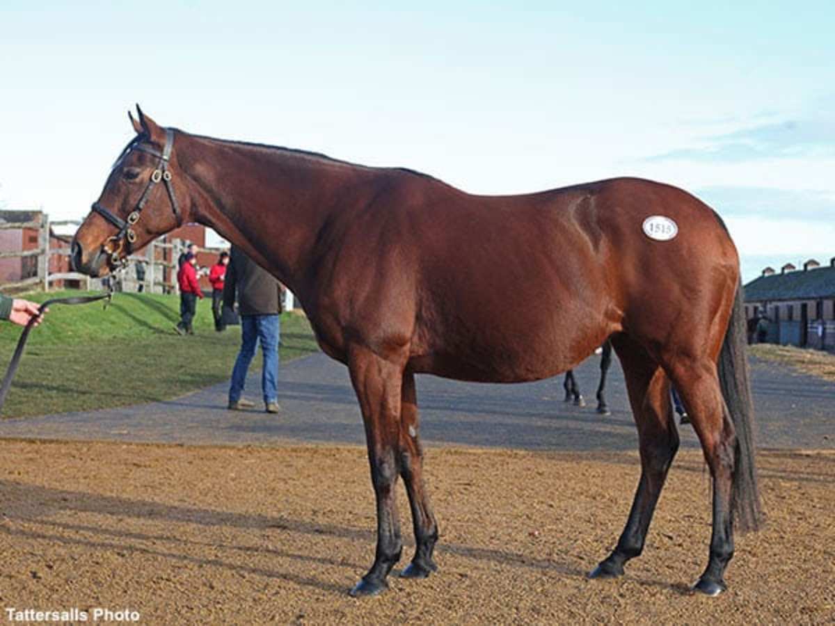 Waddesdon Stud Dispersal Lights Up Opening Day Of Tattersalls December ...