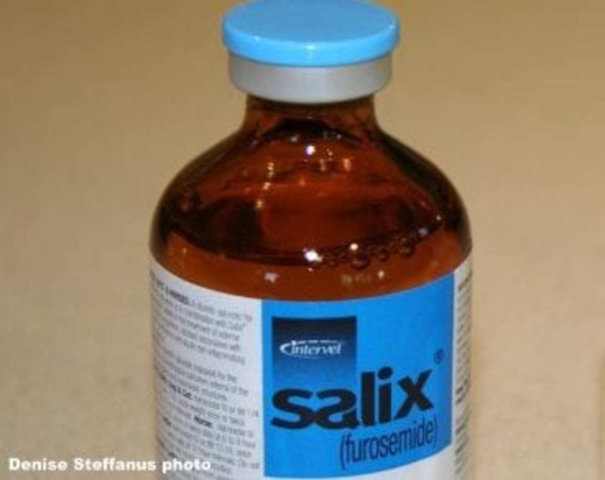 Lasix Mythbusters: Drug Masking, TCO2, And Impact On Racehorse ...