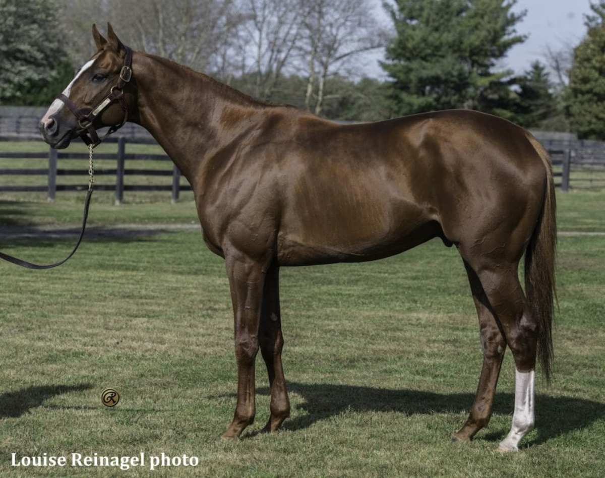 Multiple Graded Winner Madefromlucky Moves To R Star Stallions In ...