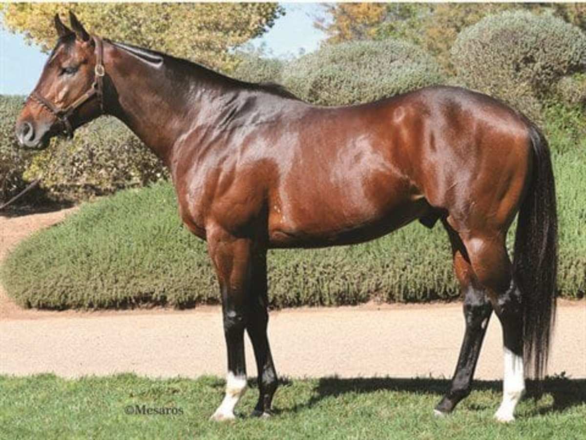 Curlin To Mischief Sires First Winner At Golden Gate Fields - Paulick ...