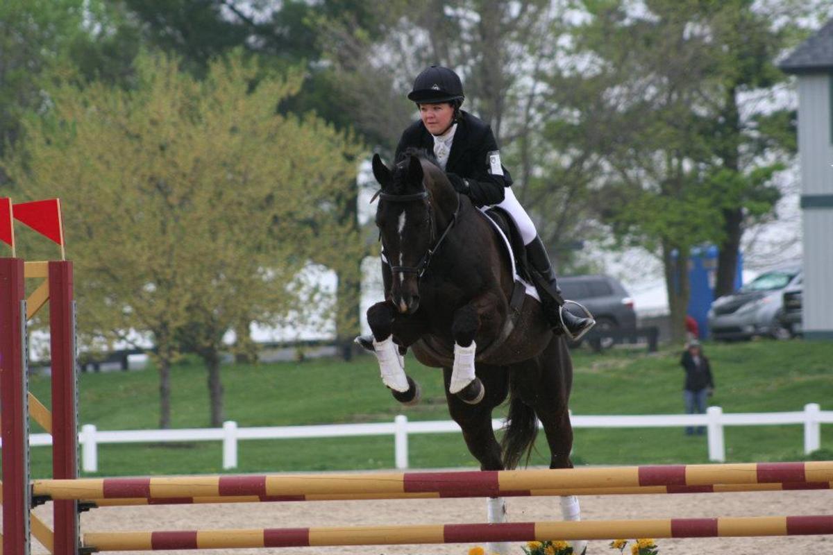 Share Your Views On Thoroughbred Aftercare With TAA Survey - Paulick ...