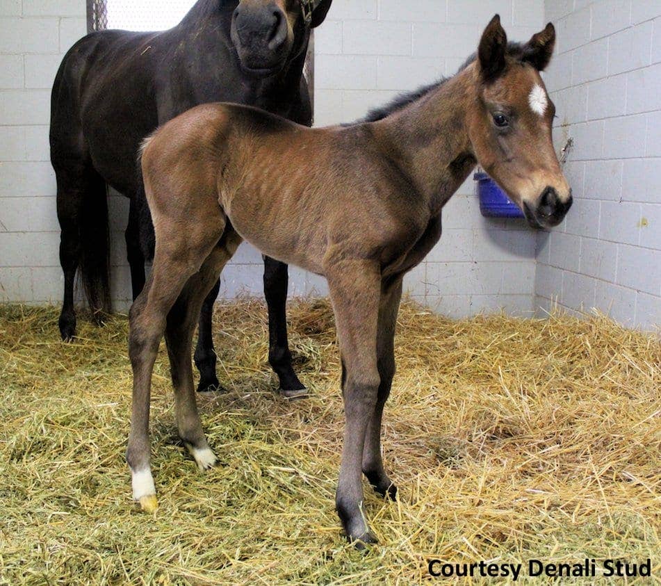 Lassofthemohicans Delivers Candy Ride Filly At Denali Stud On National ...