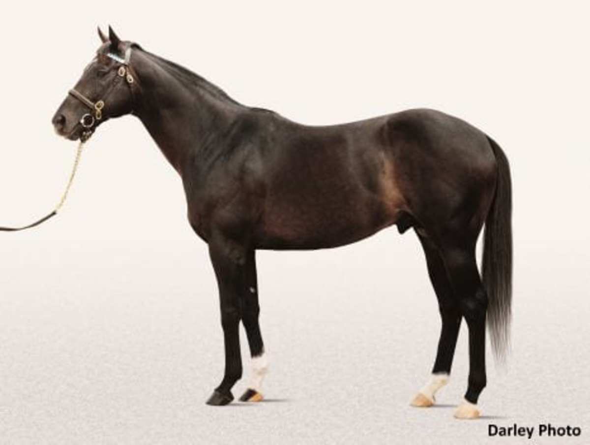 1994 Breeders' Cup Sprint Winner, Pensioned Stallion Cherokee Run ...