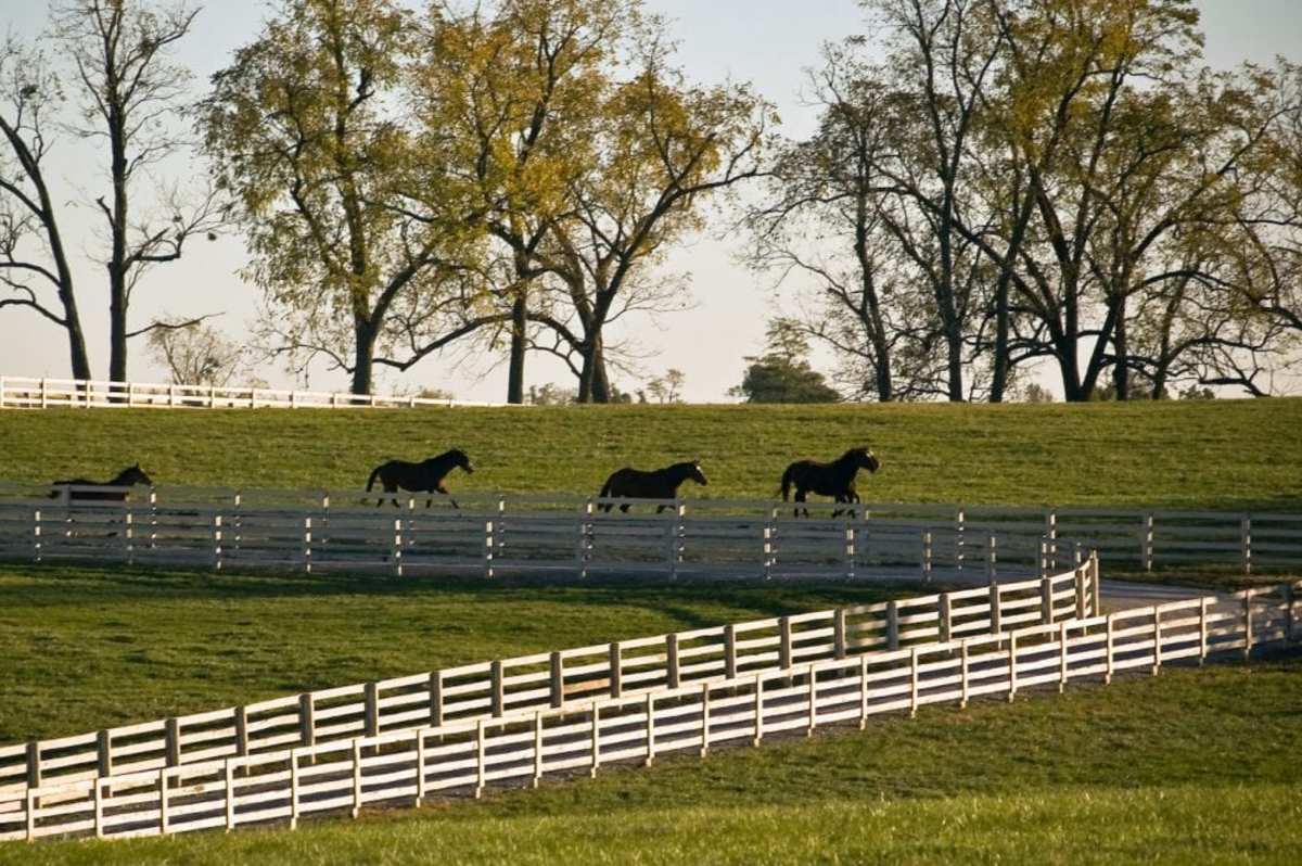 Update: Lexington Council Votes To Pursue Appraisal Of Castleton Lyons ...