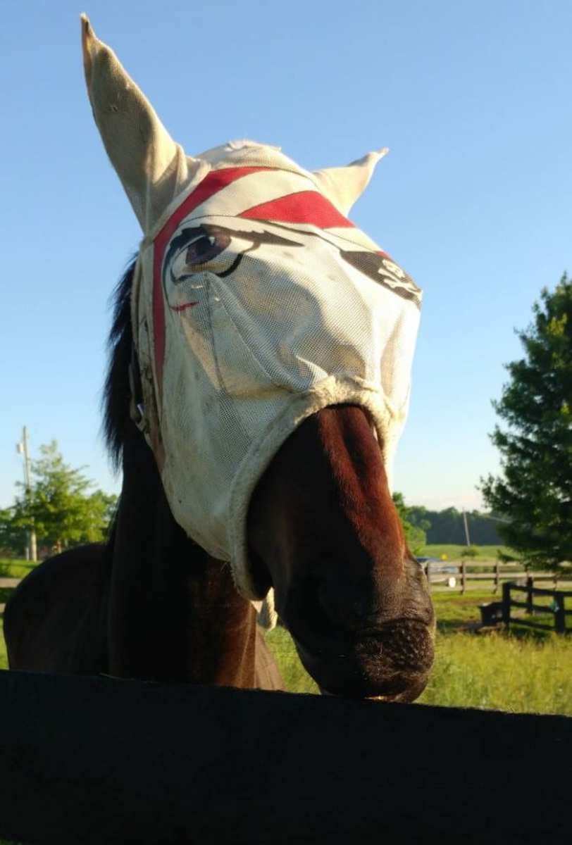 Here Comes The Sun: Ways To Protect Your Horse's Skin - Paulick Report ...