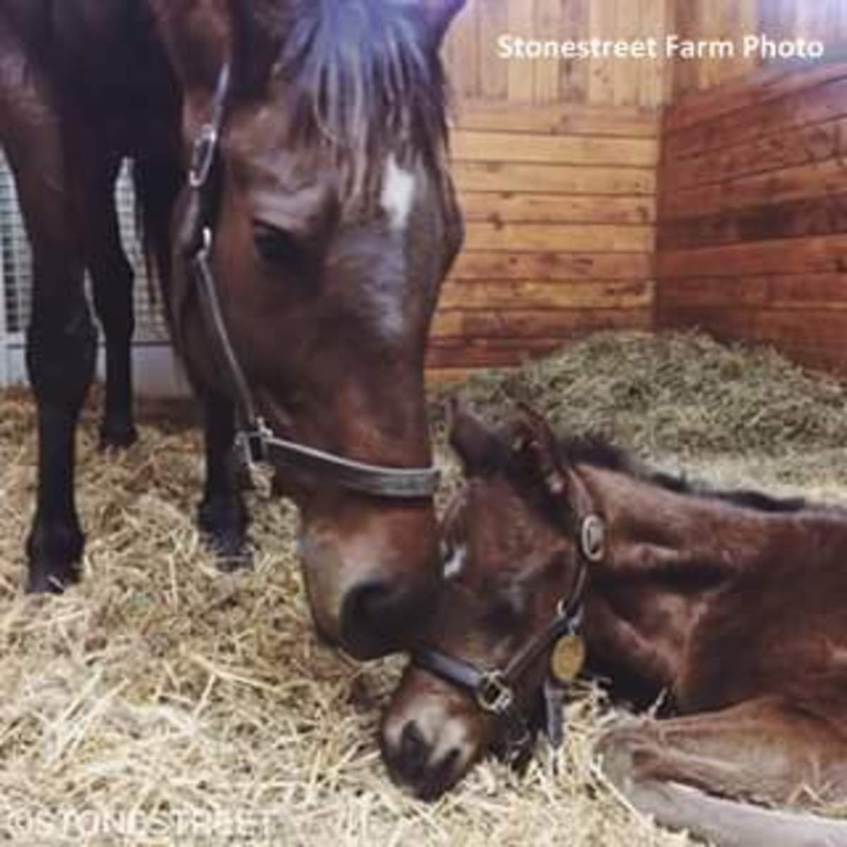 Fiftyshadesofhay Foals A Colt By Distorted Humor - Paulick Report ...