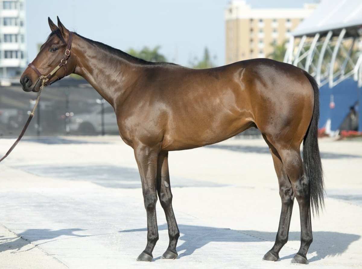 Lesson Horses Presented By John Deere Equine Discount Program: Cary ...