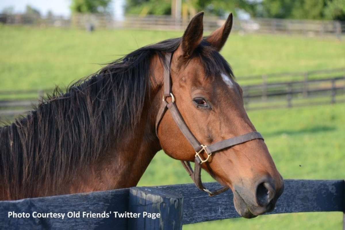 Old Friends Announces Passing Of Flick At Age 24 - Paulick Report ...