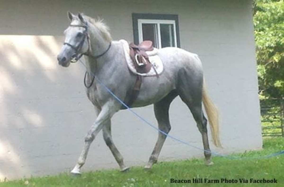 Silver Colored Horse Sterling Silver Horse Profile BloodHorse