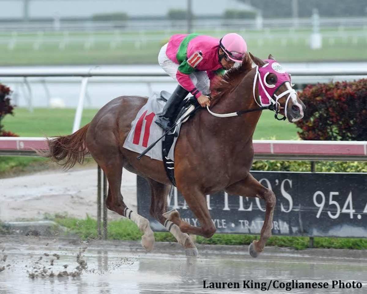 Dolphus, Half To Rachel Alexandra, Retired To Cabin Creek Farm In ...