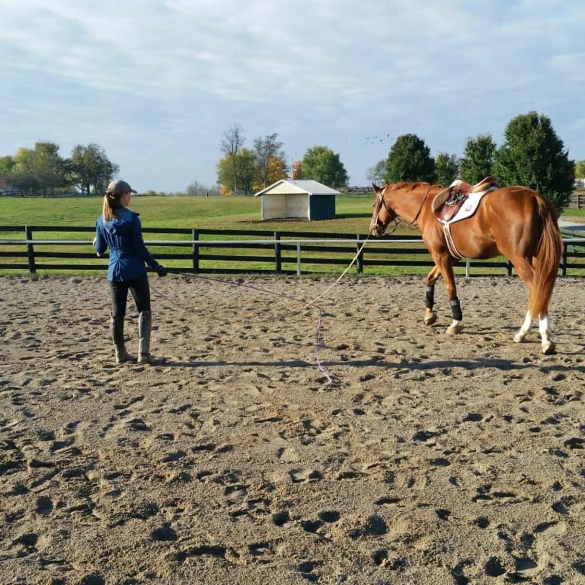 Straight Lines Vs. Circles: Training Patterns, Gaits Affect Hoof ...