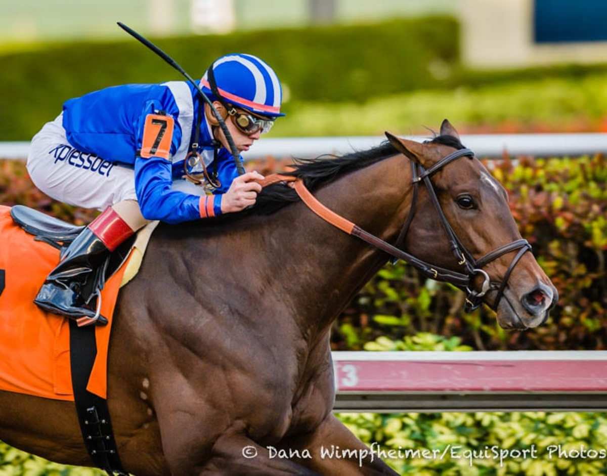 Seven Talented Newcomers Set To Take On Sunny Ridge In G3 Gotham ...