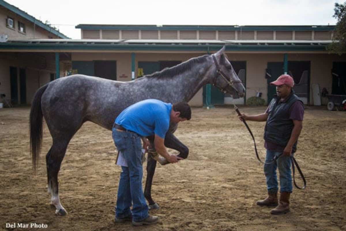 Report: Southern California Track Veterinarian Dana Stead Resigns ...