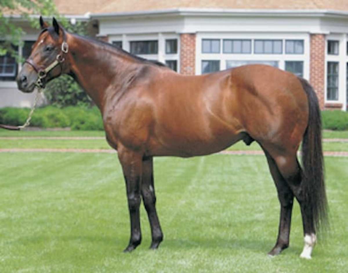 Champion, Leading Sire Kingmambo Euthanized - Paulick Report | Latest ...
