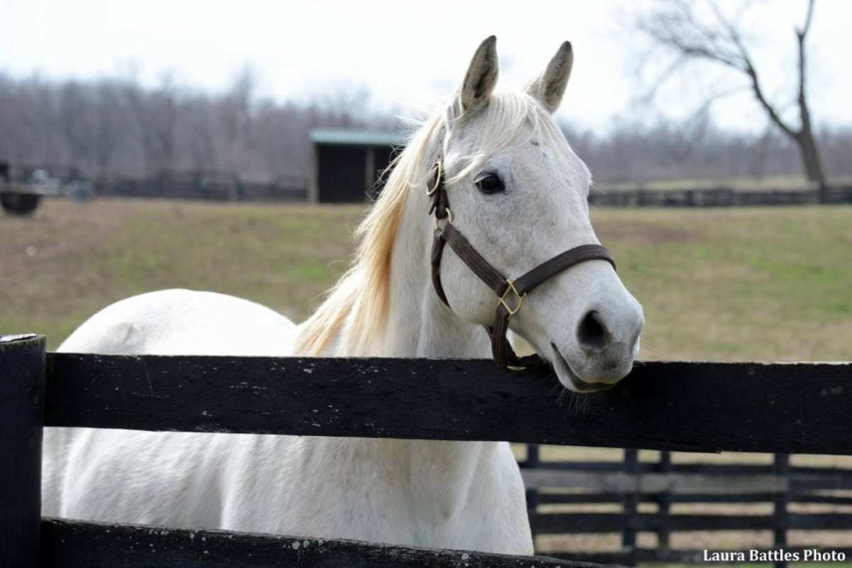 Charmed By A Champion: The Kiss That Changed Everything - Paulick ...